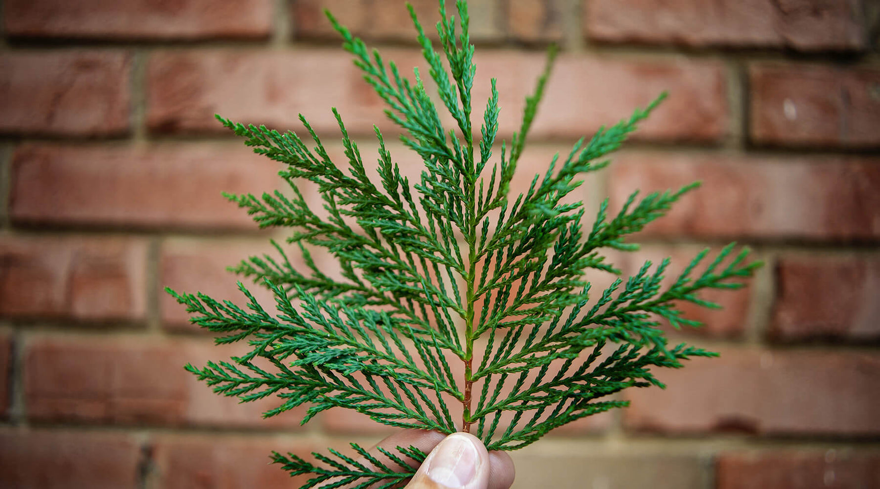 Uses of Smudging Cedar